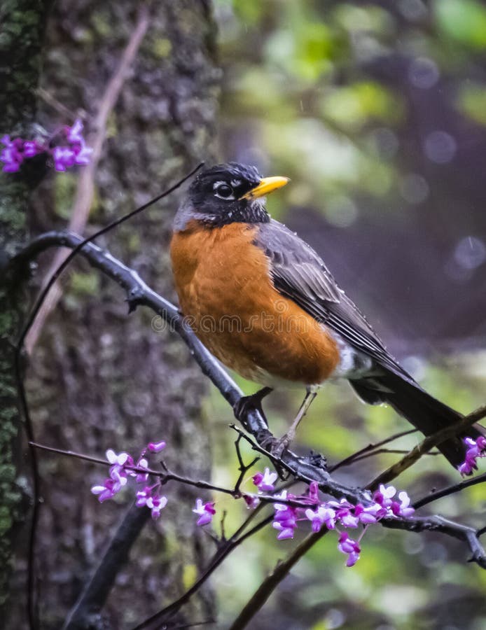 Close-up of a Robin in a Tree Stock Photo - Image of foreground, green ...