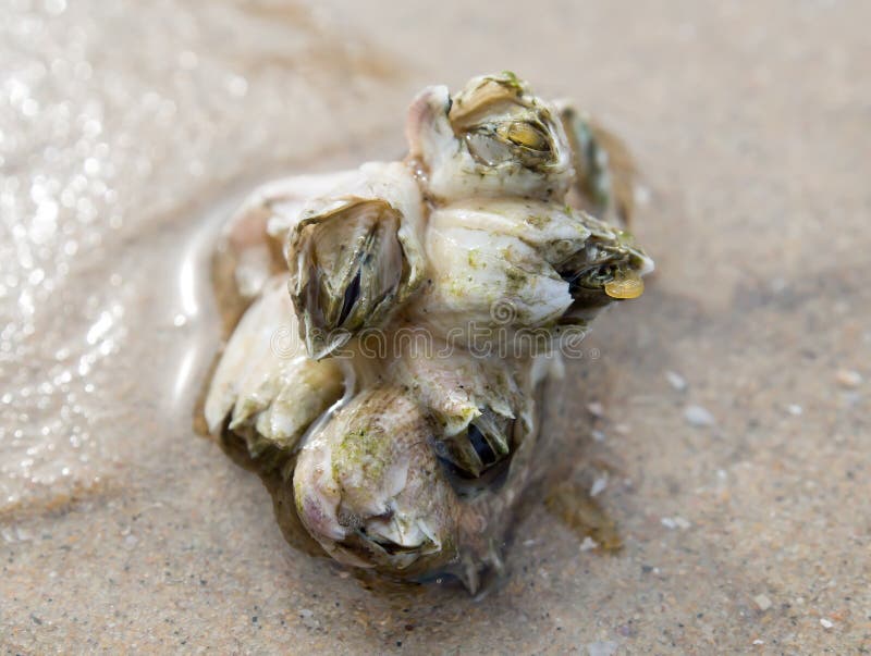 Close up rock barnacle stock photo. Image of closeup - 79075750