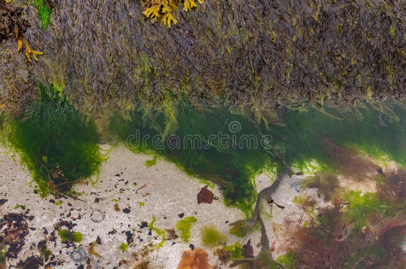 Close Up of a Rock Pool on Ballywalter Beach County Down Stock Image ...