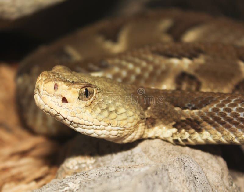 A Close Up of a Rock Rattlesnake, Crotalus Lepidus Stock Photo - Image ...