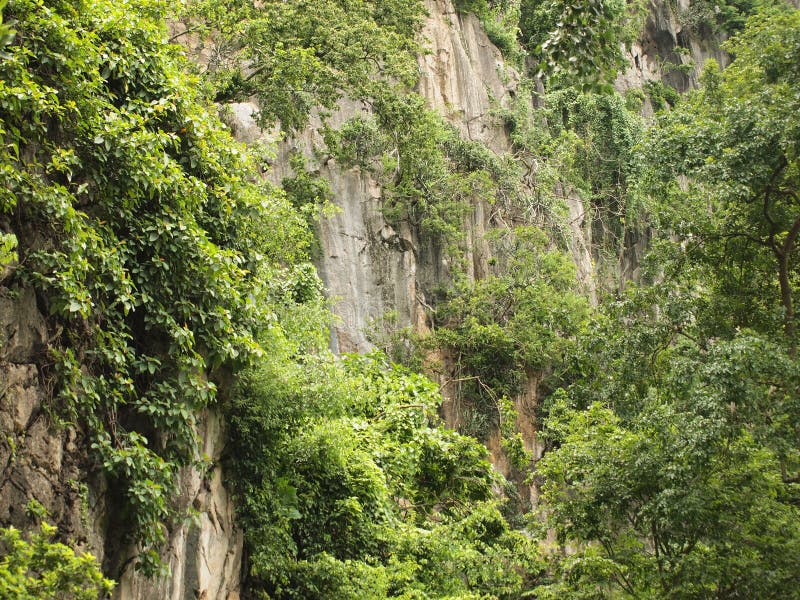 Rock Slope with Trees and Green Foliage Stock Image - Image of lush ...