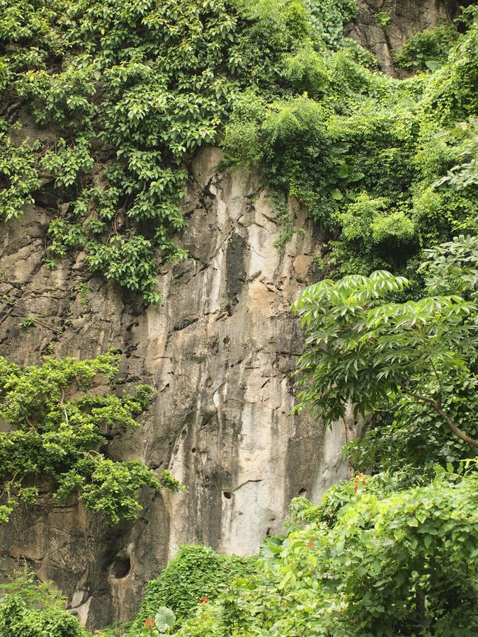 Rock Slope with Trees and Green Foliage Stock Image - Image of natural ...