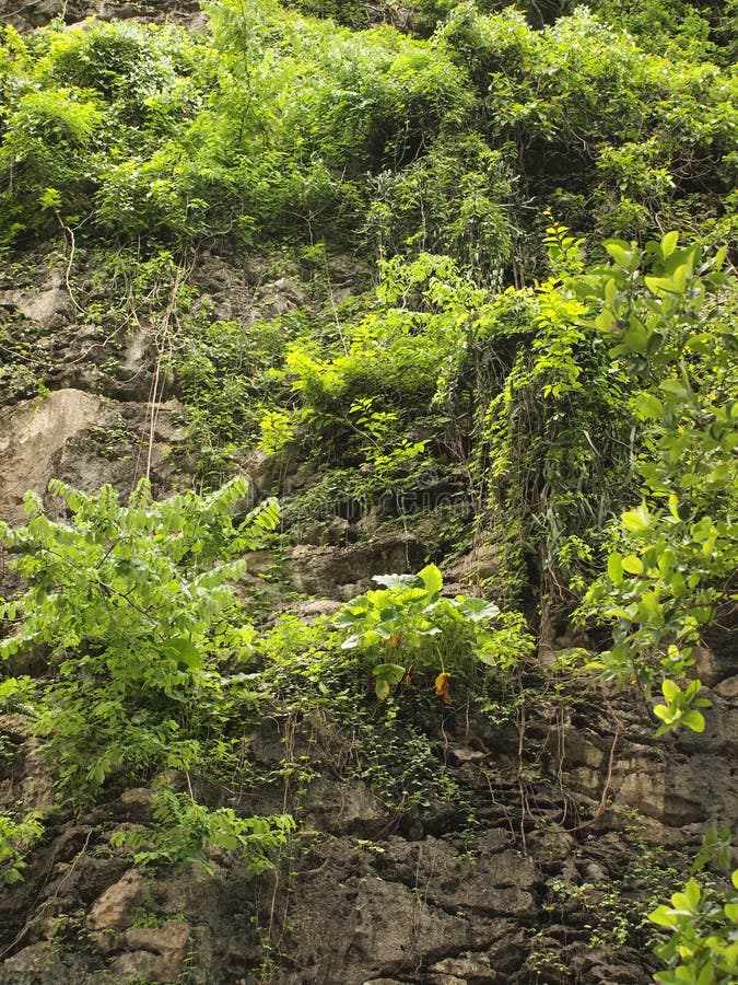 Rock Slope with Trees and Green Foliage Stock Photo - Image of trees ...