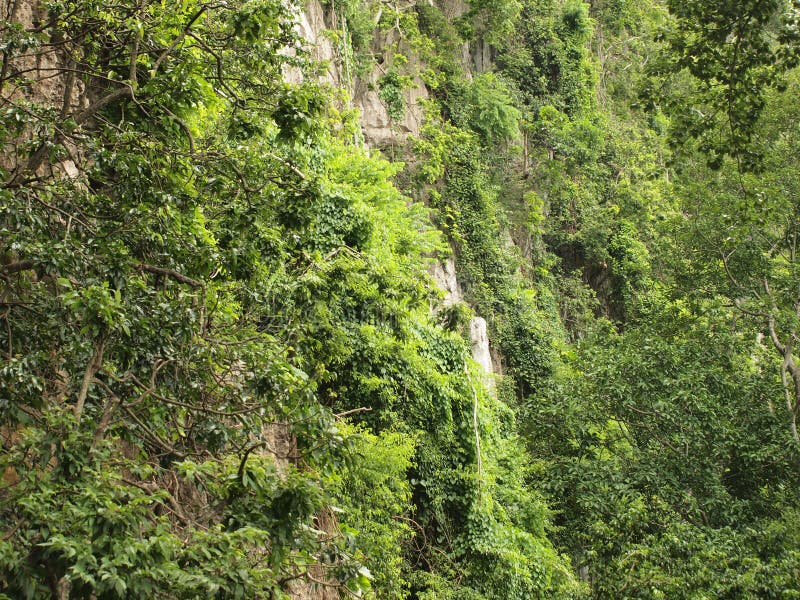Rock Slope with Trees and Green Foliage Stock Image - Image of rock ...
