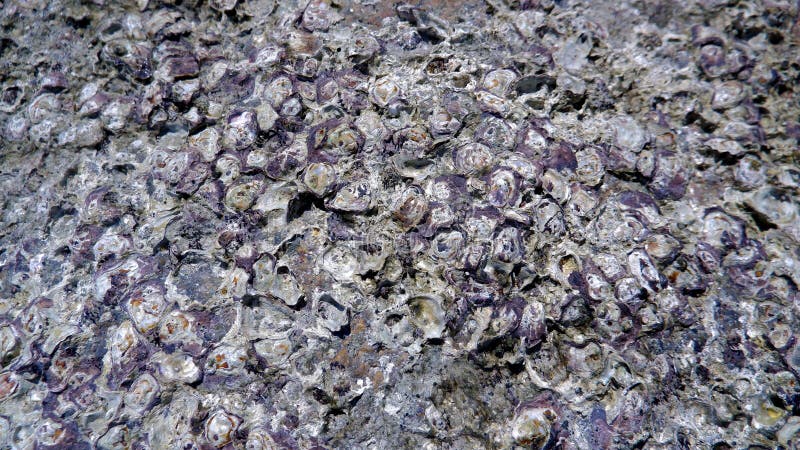 Close-up of a Rock Surface Covered in Barnacles Stock Image - Image of ...