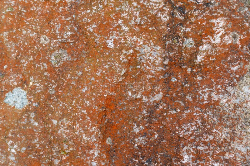 A Close-up of a Rock Surface Covered in Vibrant Orange Lichen. the ...