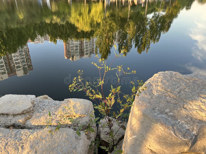 Close Up of the Rock Surface and the Reflection of the Beautiful Park ...