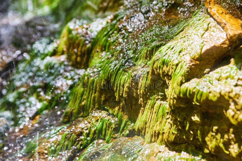 Close Up of Rocks Covered in Moss with Water Stock Image - Image of ...