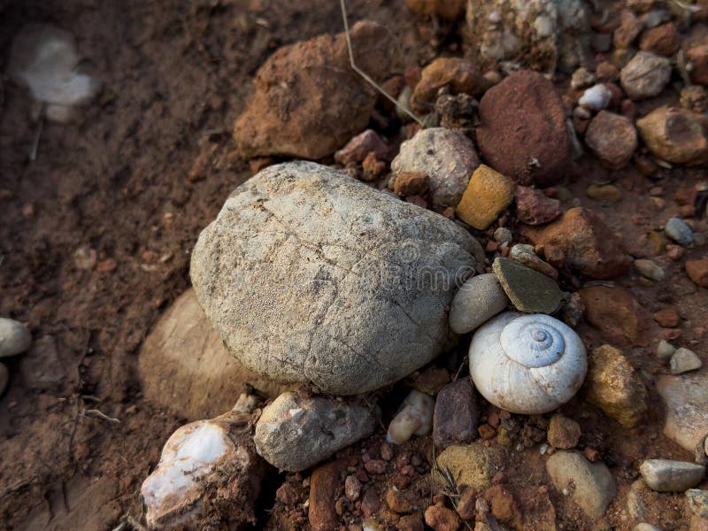 Close Up of Rocks and Snail Shell on Earthy Ground Surface Stock Image ...