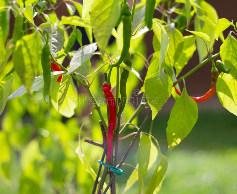 Rijpe Peul Van Roodgloeiende Peper Op Een Achtergrond Van Kleine Zwarte ...