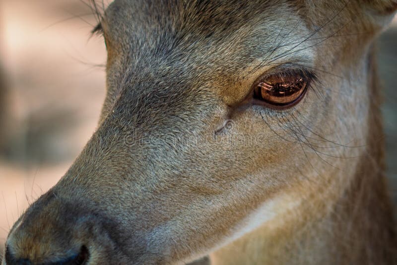 Dear Head stock photo. Image of animals, deer, forest - 19121828
