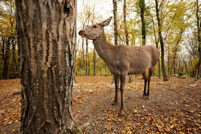 Close Up of Roe Deer in Autumn Forest Near Tree Stock Photo - Image of ...
