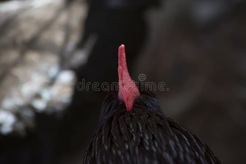Close up of Rooster Crest stock image. Image of healthy - 82803465