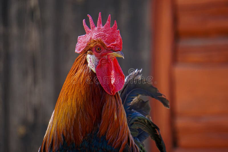 Close-up of Rooster at a Farm Stock Photo - Image of adult, bird: 319786126