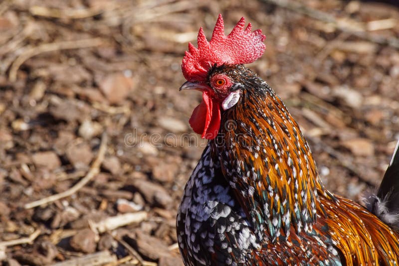 Close Up of a Rooster on Field Stock Image - Image of bird, colorful ...