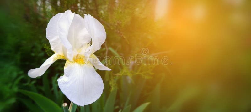 Close Up of a Rooster Flower, Copyspace Stock Photo - Image of ...