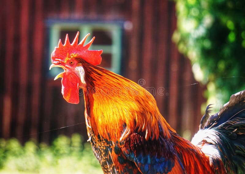 Close-up of Rooster in Front of Barn Stock Photo - Image of front ...
