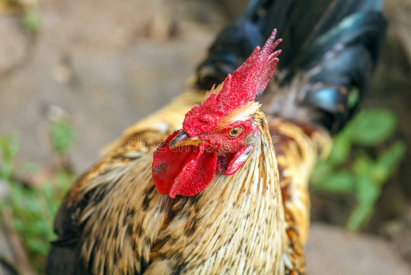 Rooster head close-up stock image. Image of cockerel - 14430783