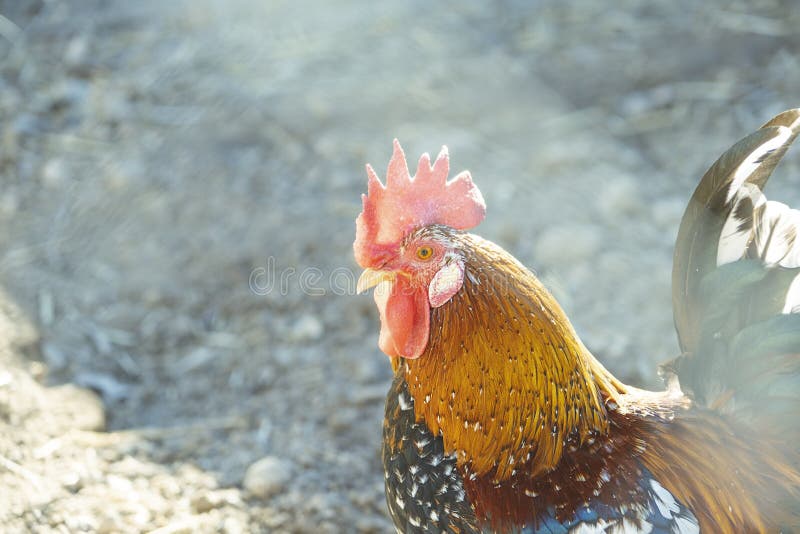 Close-up of a Rooster Inside a Pen Stock Photo - Image of shop, chick ...