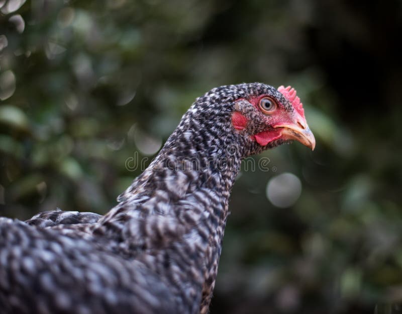 Portrait of Chicken in the Farm Stock Image - Image of peck, rural ...