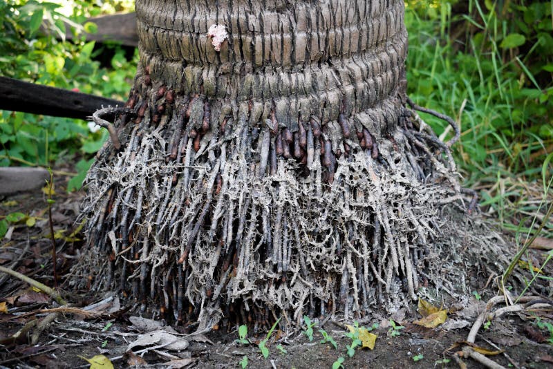 Coconut tree root stock photo. Image of growth, botany - 65746016