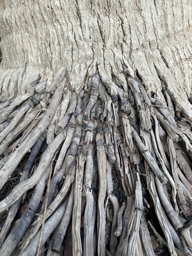 Root of coconut tree stock photo. Image of outdoor, bark - 212308872