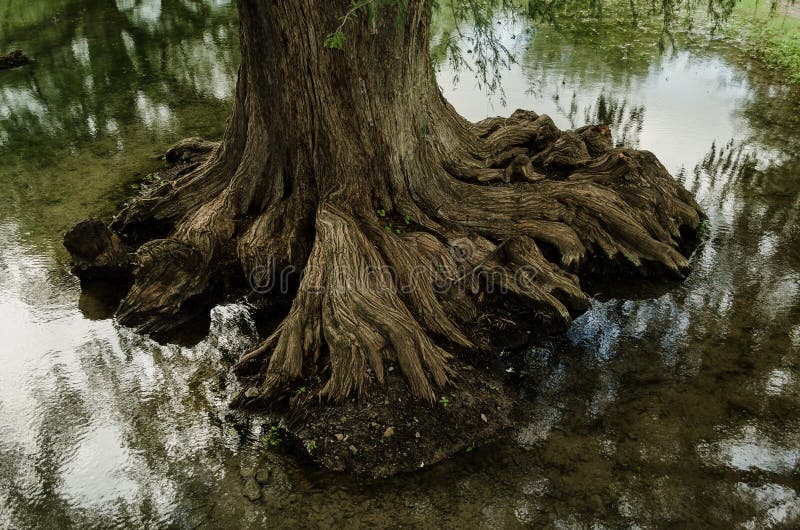 Close Up of the Root of a Large Tree on the Water of a Small River of ...