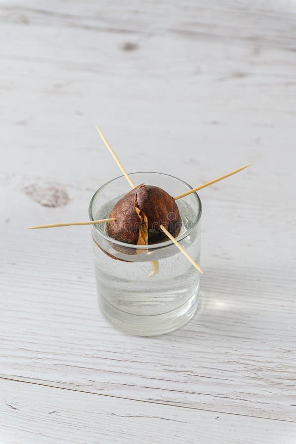 Close-up of the Root from a Sprouted Avocado Plant Growing in a Glass ...
