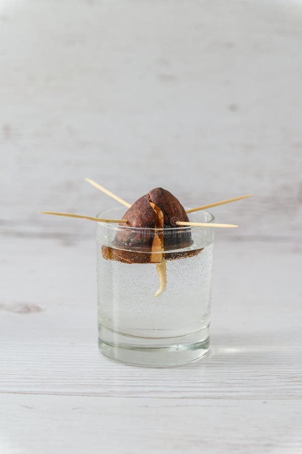 Close-up of the Root from a Sprouted Avocado Plant Growing in a Glass ...