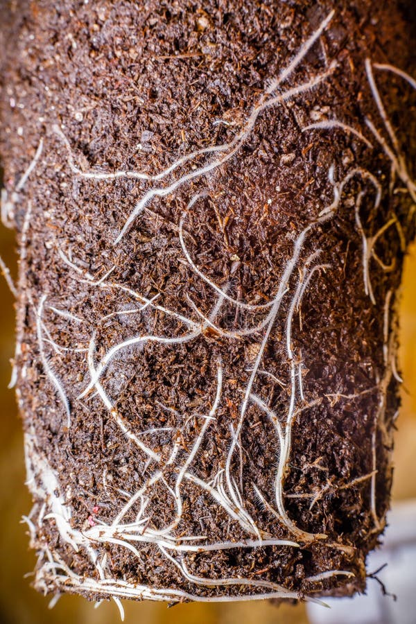 Close Up of a Root System of a Pepper Capsicum Annuum Seedling Growing ...
