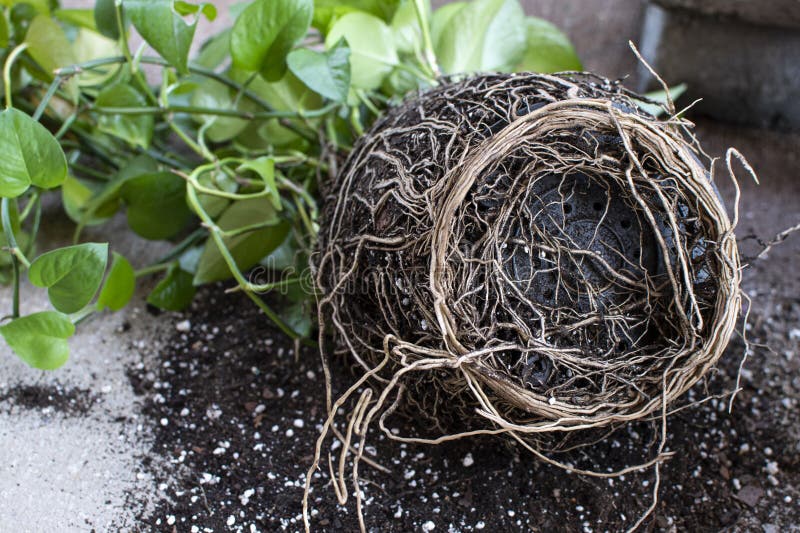 Close Up Root System of the Rootbound Plant. Repotting Jade Pothos ...