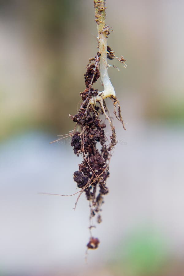 Close Up Roots of a Cucumber Plant Stock Photo - Image of animal ...