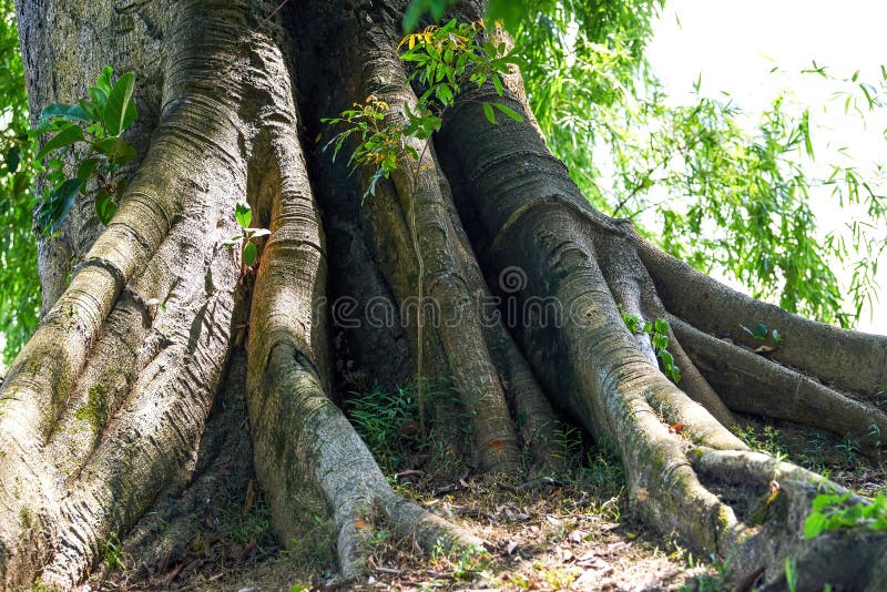Close-up of the Roots of a Huge Banyan Tree Stock Image - Image of ...
