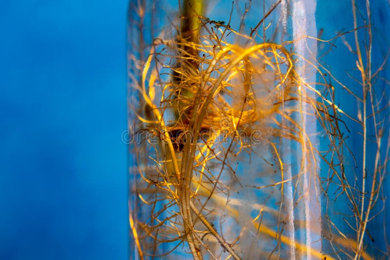 Close Up Roots Hydroponic Plant Stock Photo - Image of closeup, light ...