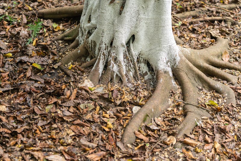 Falling leaves stock image. Image of peaceful, soil - 119748719