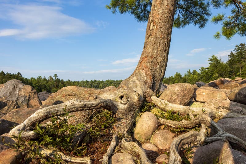 Boulder Field in Hickory Run State Park Pennsylvania Stock Photo ...