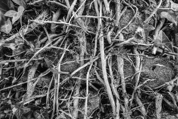 Close Up of Roots at the Plants Stock Photo - Image of plant, landscape ...