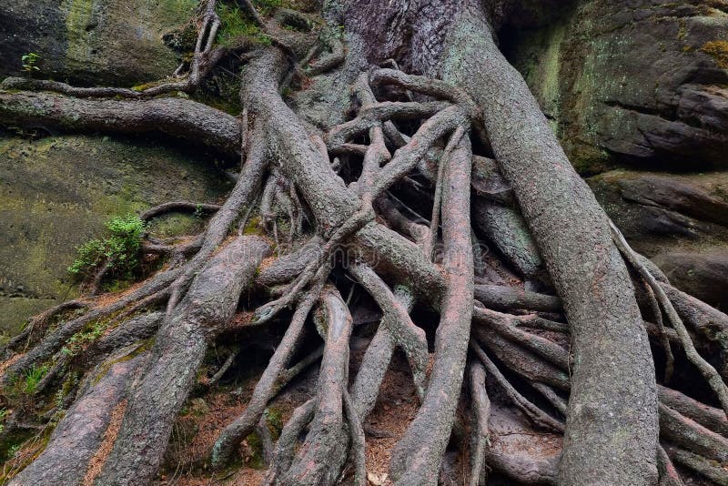 434 Cedar Tree Roots Stock Photos - Free & Royalty-Free Stock Photos ...