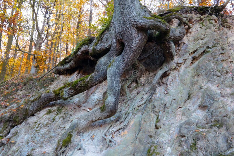 Close-up on the Roots of a Tree Trunk that Grows Out of the Stone ...