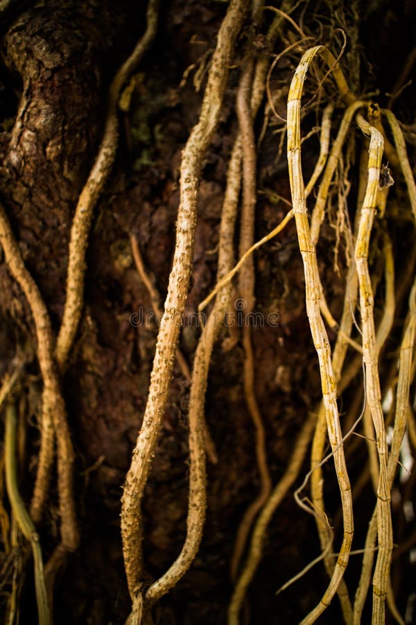 Close Up Roots and Vines Growing on the Tree Stock Image - Image of ...