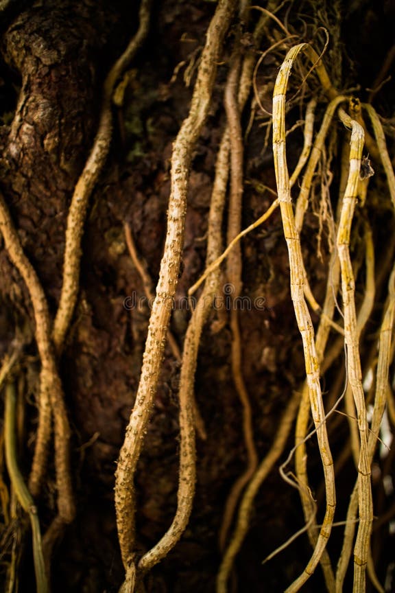 Close Up Roots and Vines Growing on the Tree Stock Image - Image of ...