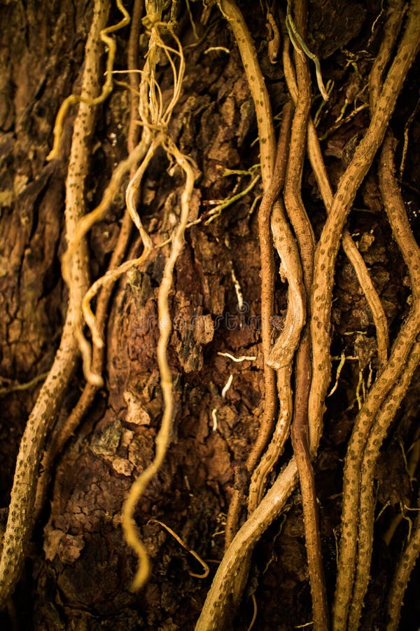 Close Up Roots and Vines Growing on the Tree Stock Photo - Image of ...