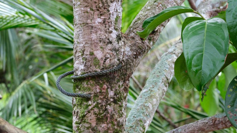 A Close Up of a Rope Stuck on a Tree Stock Image - Image of rope ...