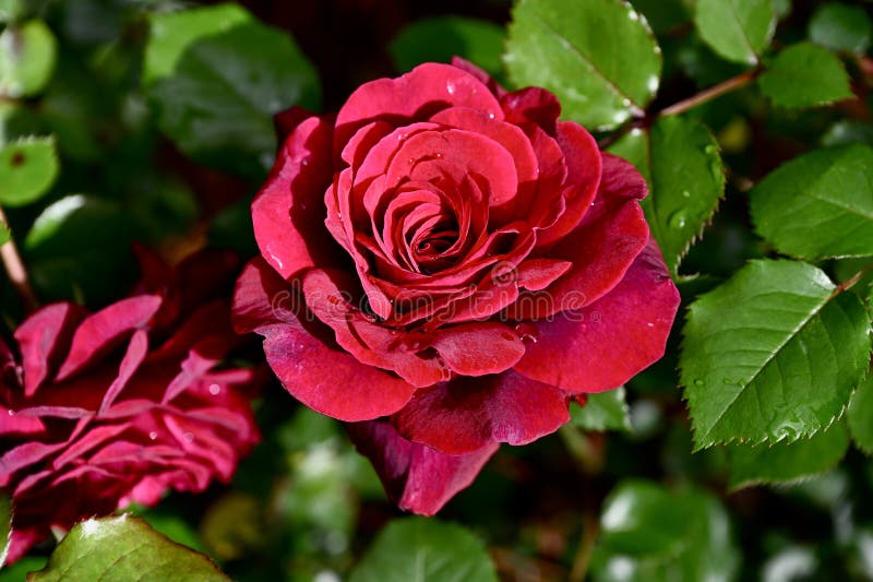 Close-up of a Rosa (Gypsy Soul, Hybrid Tea) in Sunlight Stock Image ...
