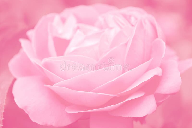 Close Up Rose Abstract Nature Background Pink Filter Style Stock Image ...
