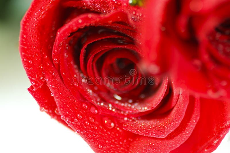 Close-up of a rose stock photo. Image of depth, rose - 101227214