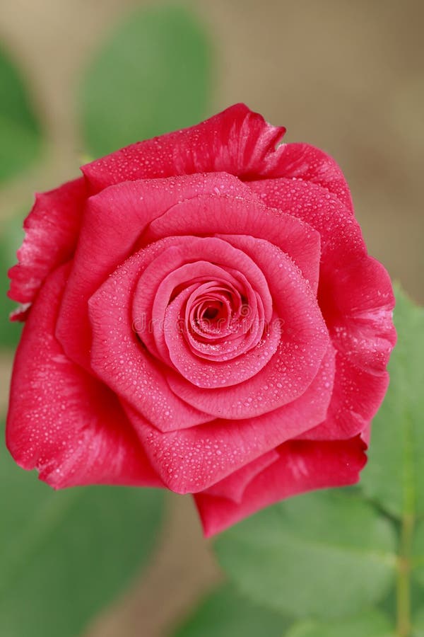 Close up rose flower stock image. Image of rose, gardening - 37994033