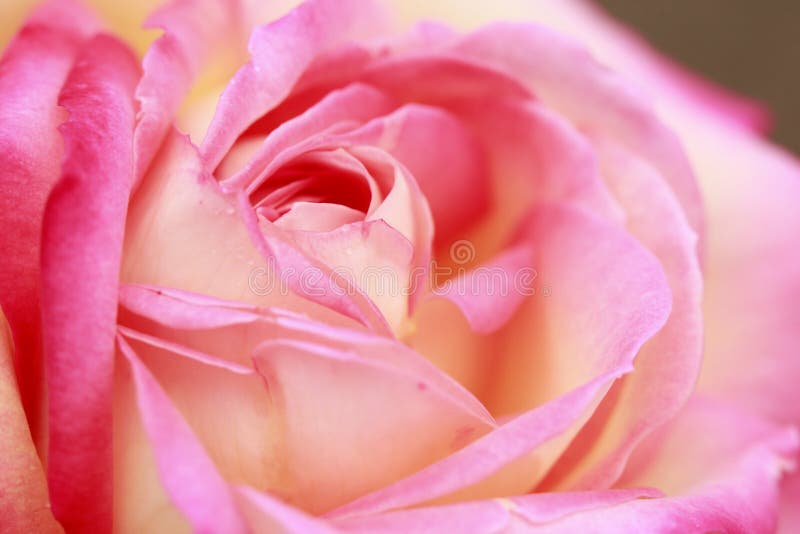 Close up rose flower stock photo. Image of shine, blooming - 37994410