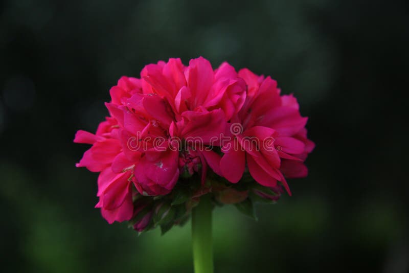 Close Up of Rose Geranium Pink Blossom Flower Stock Image - Image of ...