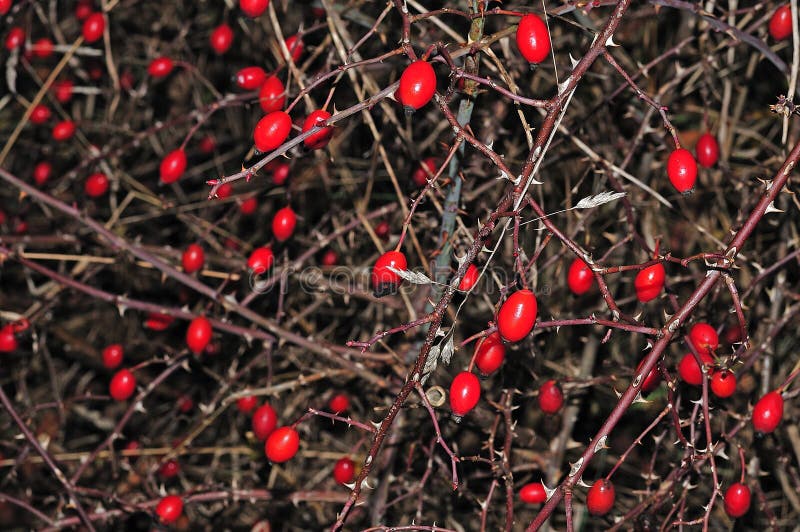 Close-up of Rose Hips in Bramble Stock Photo - Image of detail, wild ...
